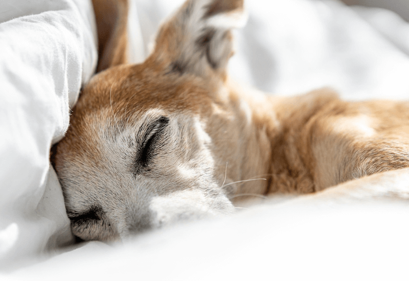 老犬の足がバタバタする5つの原因｜危険な痙攣と見分ける方法や正しい対処法 – プラチナドッグプロジェクト｜高齢犬ライフをもっと楽しく健やかにする